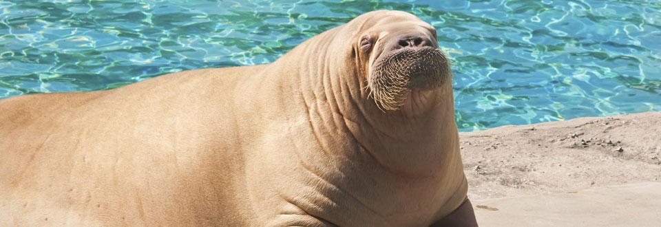 Children Learn More at Zoos and Aquariums - Ocean Connections