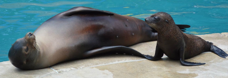 World Sea Lion Day is Coming! - Ocean Connections