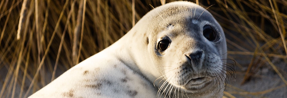 Pinniped Species - Ocean Connections