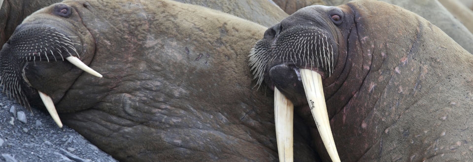 Pinniped Species - Ocean Connections