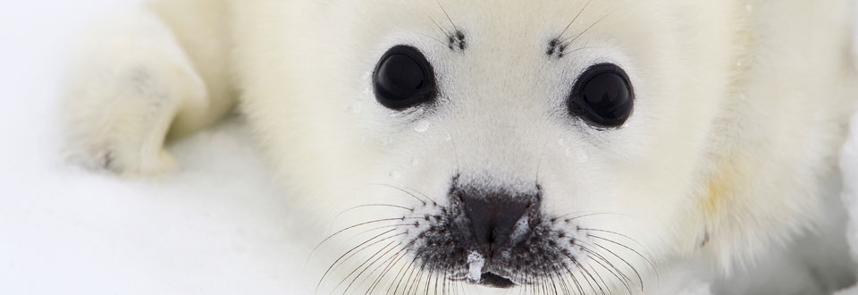 Pinniped Species - Ocean Connections