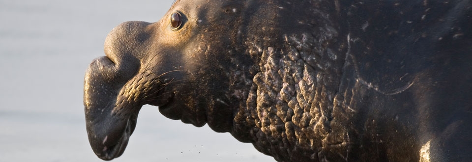 Pinniped Species - Ocean Connections