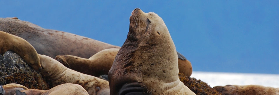 Pinniped Species - Ocean Connections