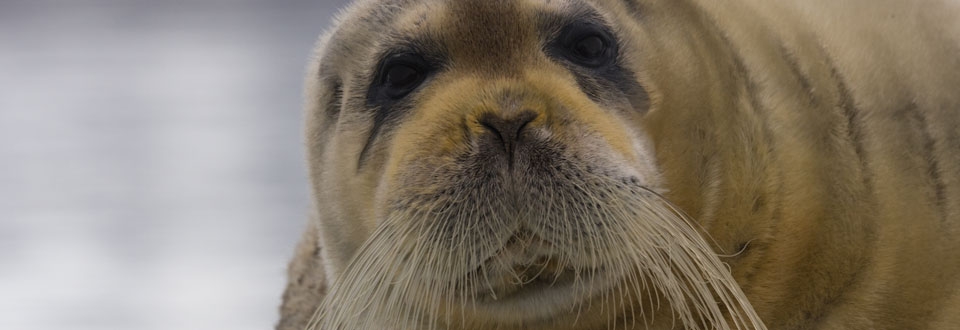 Pinniped Species - Ocean Connections