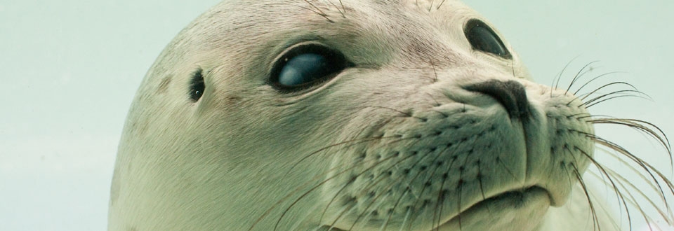 Pinniped Species - Ocean Connections