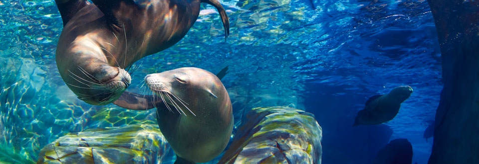 Children Learn More at Zoos and Aquariums - Ocean Connections