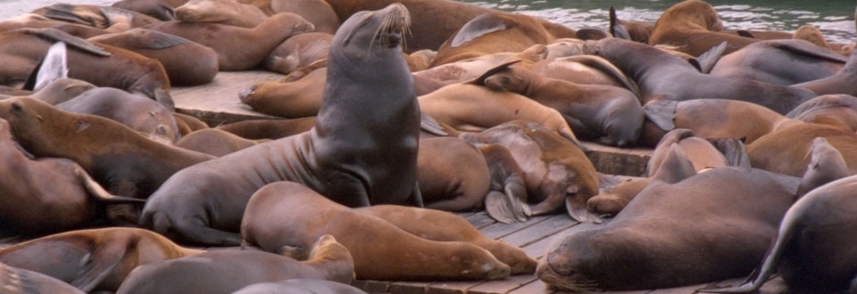 Domoic Acid Poisoning - Ocean Connections