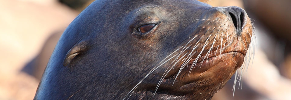 Domoic Acid Poisoning - Ocean Connections