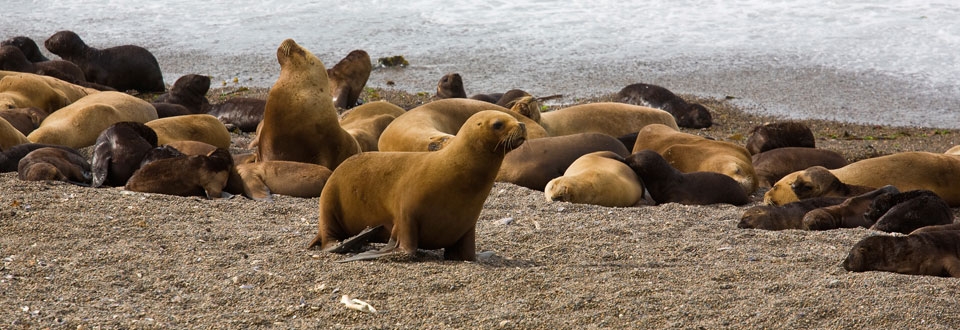 Domoic Acid Poisoning - Ocean Connections
