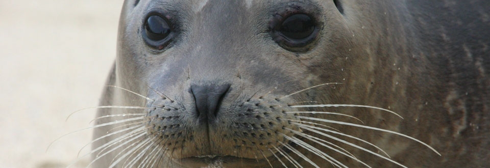Pinniped Conservation - Ocean Connections