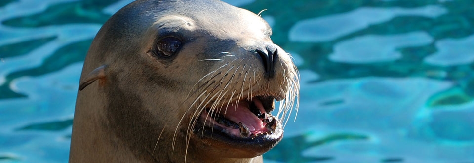 Pinniped Conservation - Ocean Connections