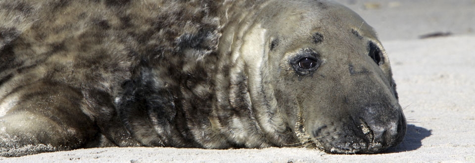 Pinniped Conservation - Ocean Connections