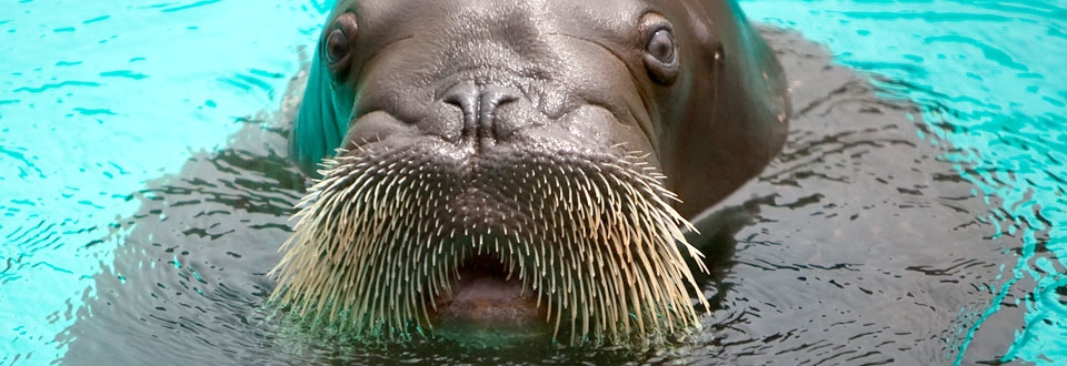 Pinniped Conservation - Ocean Connections