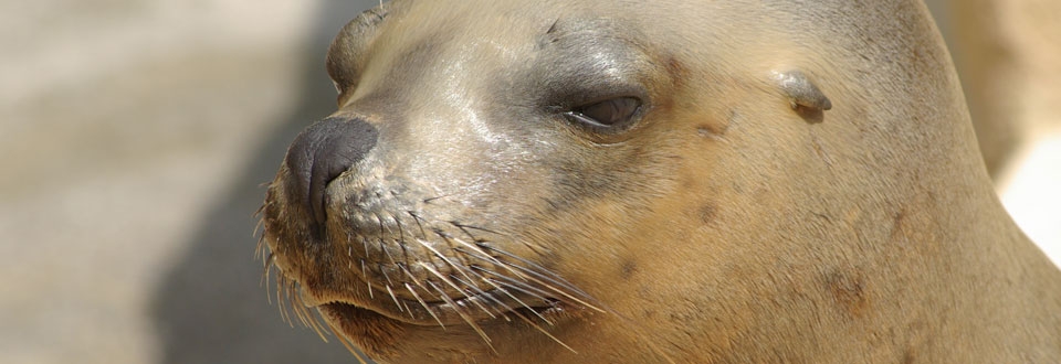 Pinniped Conservation - Ocean Connections