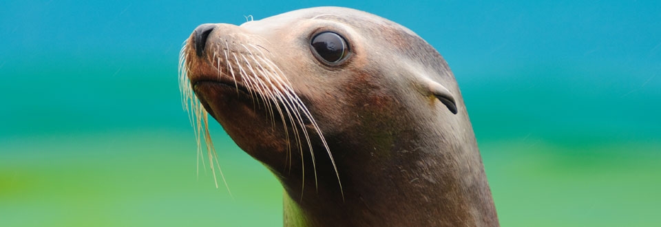 Pinniped Conservation - Ocean Connections