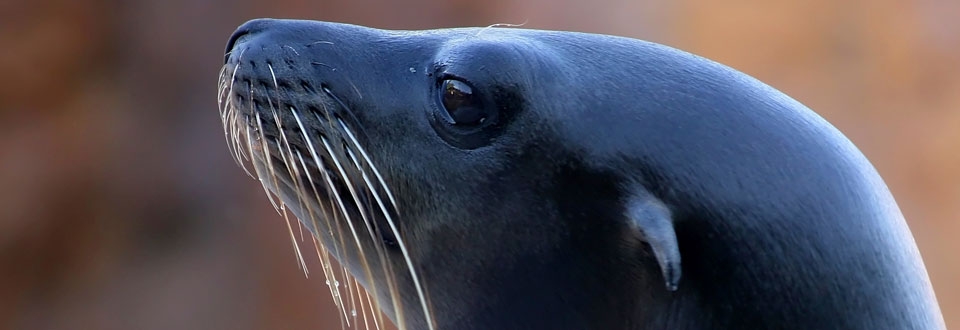 Pinniped Conservation - Ocean Connections