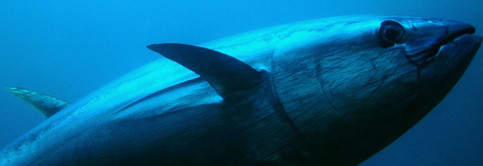 Conservation - Seafood Watch - Ocean Connections