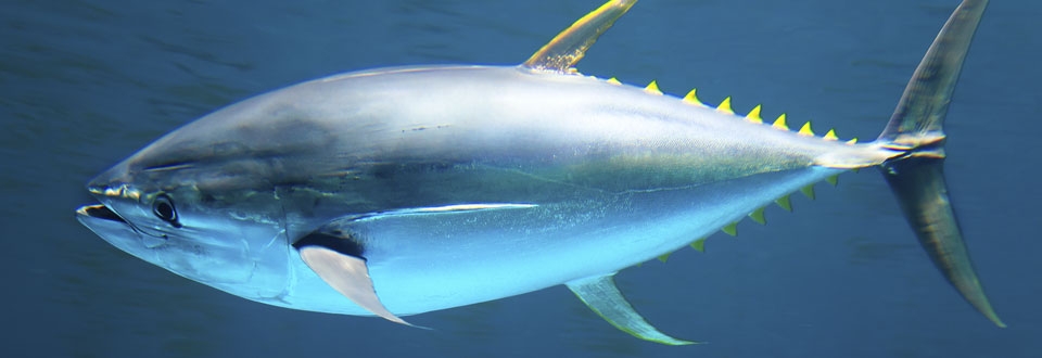 Conservation - Seafood Watch - Ocean Connections