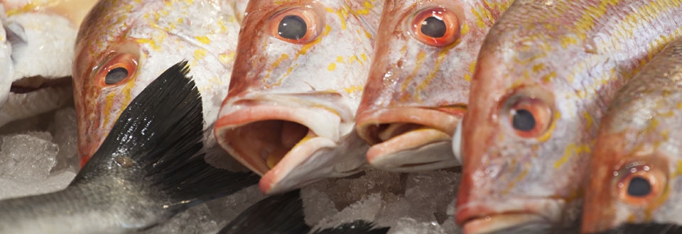 Conservation - Seafood Watch - Ocean Connections