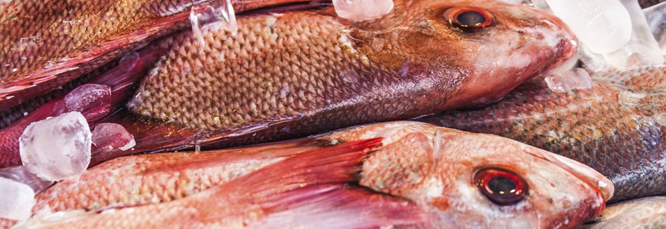 Conservation - Seafood Watch - Ocean Connections