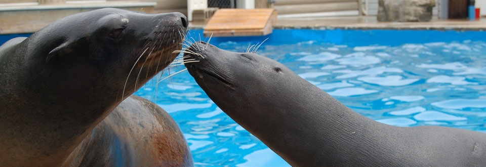 Animal Care Internship - Ocean Connections