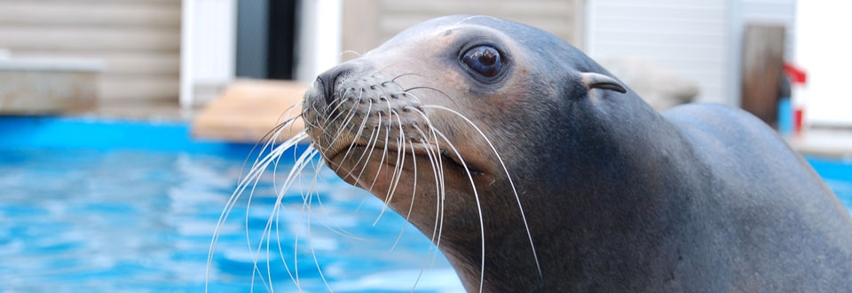 Animal Care Internship - Ocean Connections
