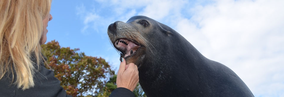 Animal Care Internship - Ocean Connections